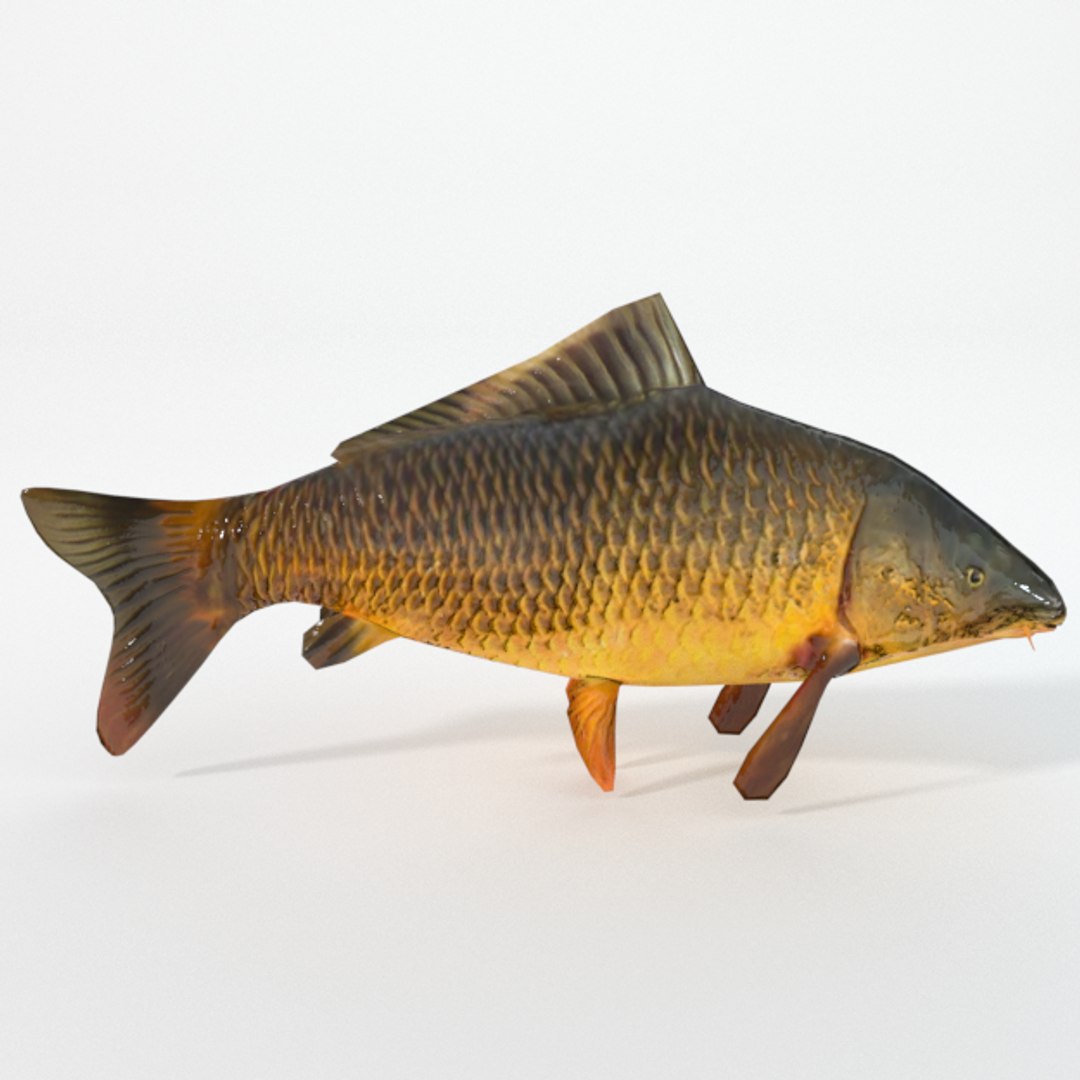 3D Carp Fish - TurboSquid 1316762