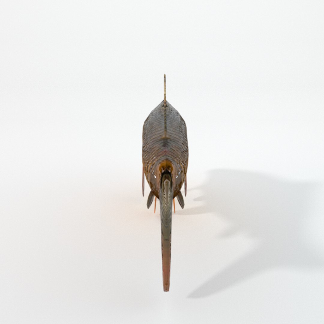 3D Carp Fish - TurboSquid 1316762