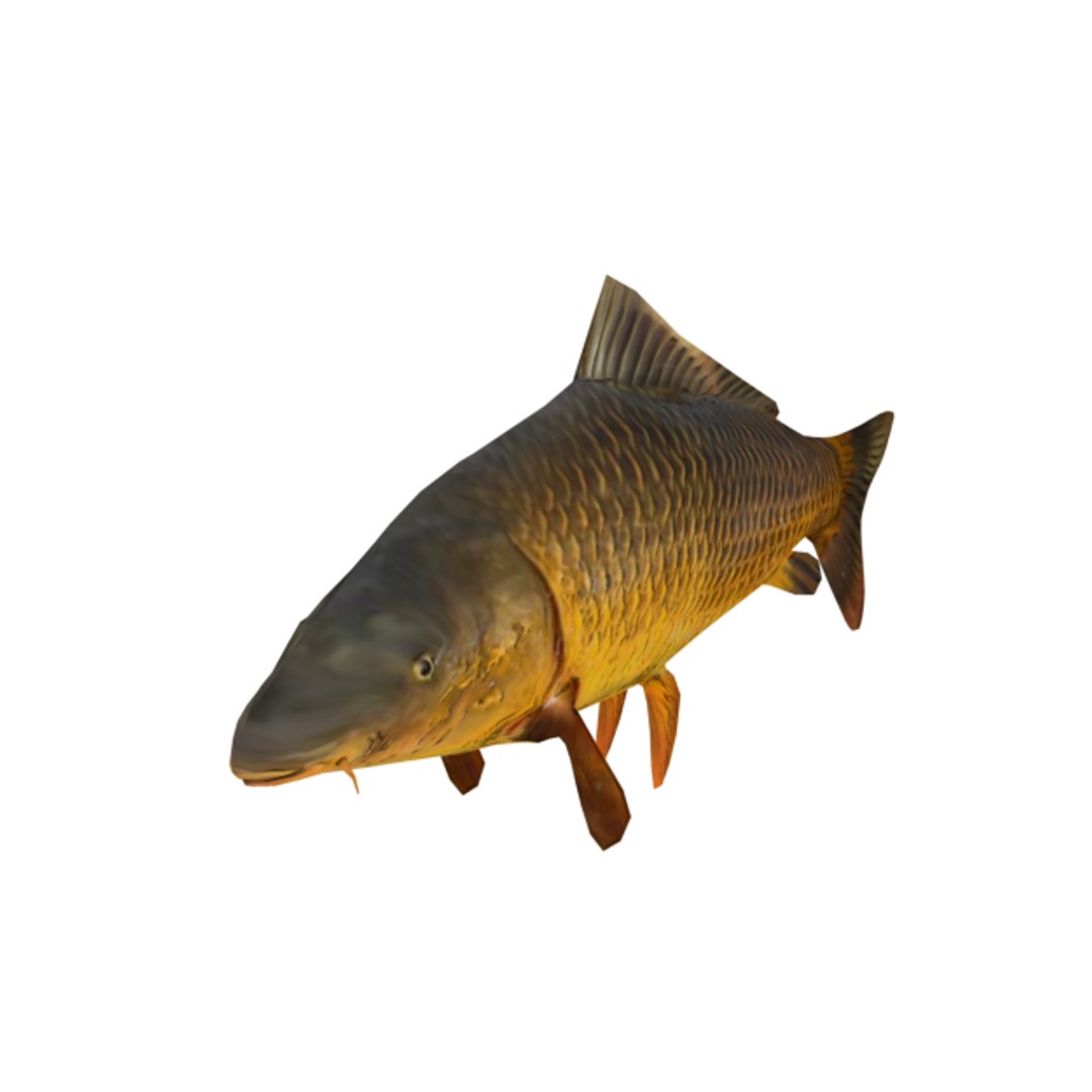 3D Carp Fish - TurboSquid 1316762
