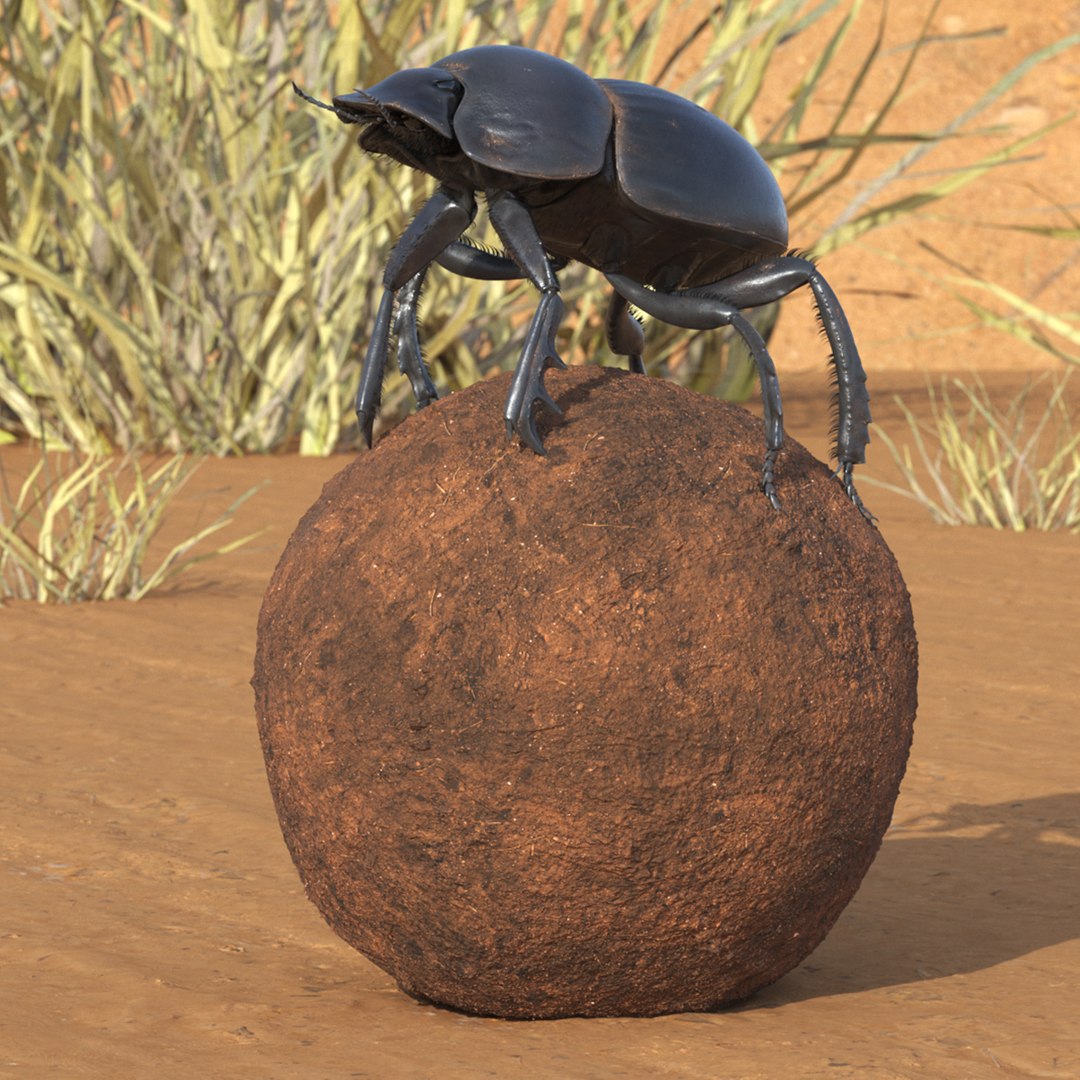 Scarabs On Sphere Dirt Fur Model - TurboSquid 2293984