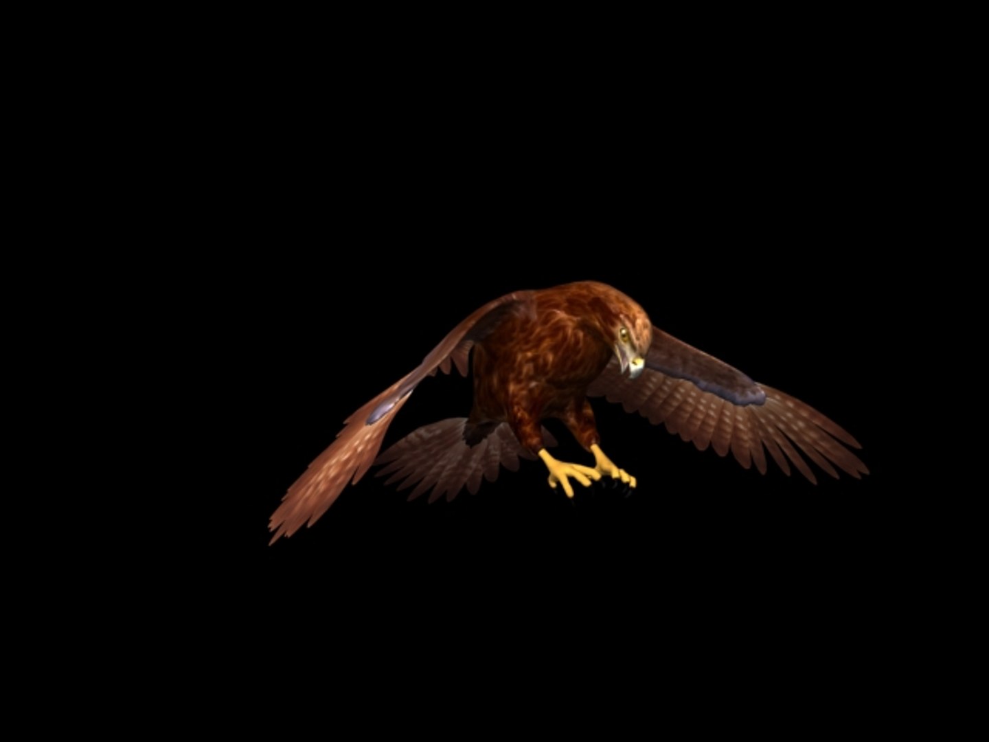 golden eagle animation modeled 3d model