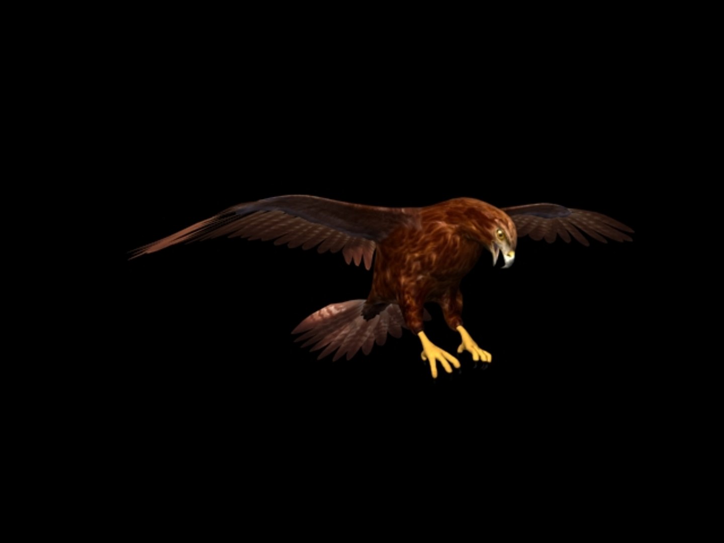 golden eagle animation modeled 3d model