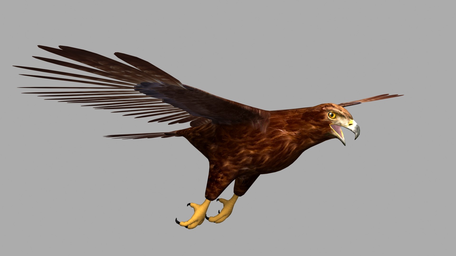 golden eagle animation modeled 3d model