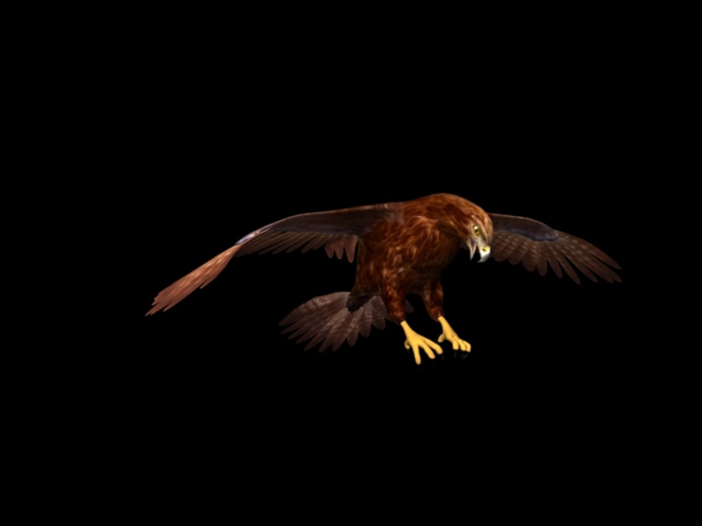 golden eagle animation modeled 3d model