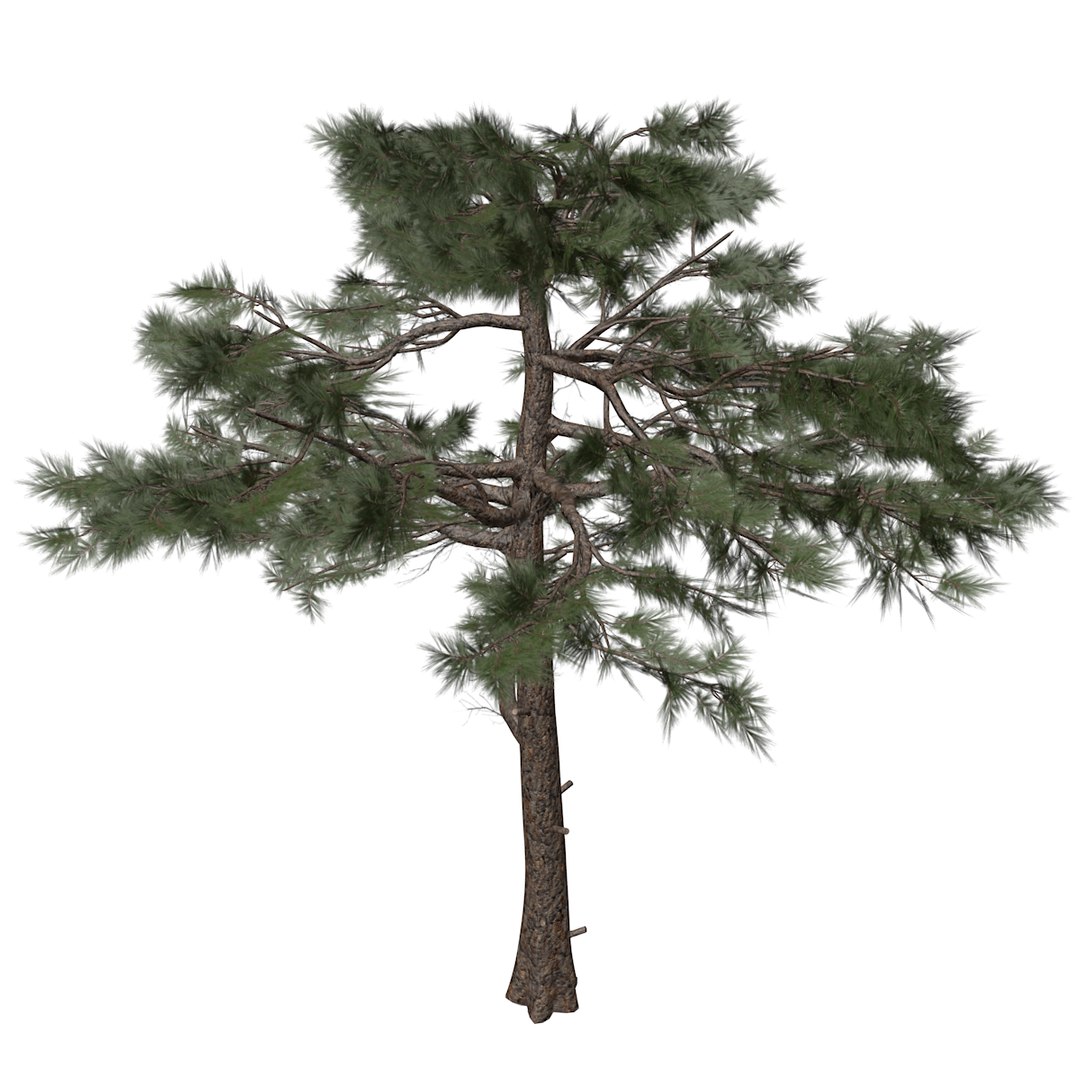 3D Huangshan Pine Tree - 02 - Model - TurboSquid 2373517