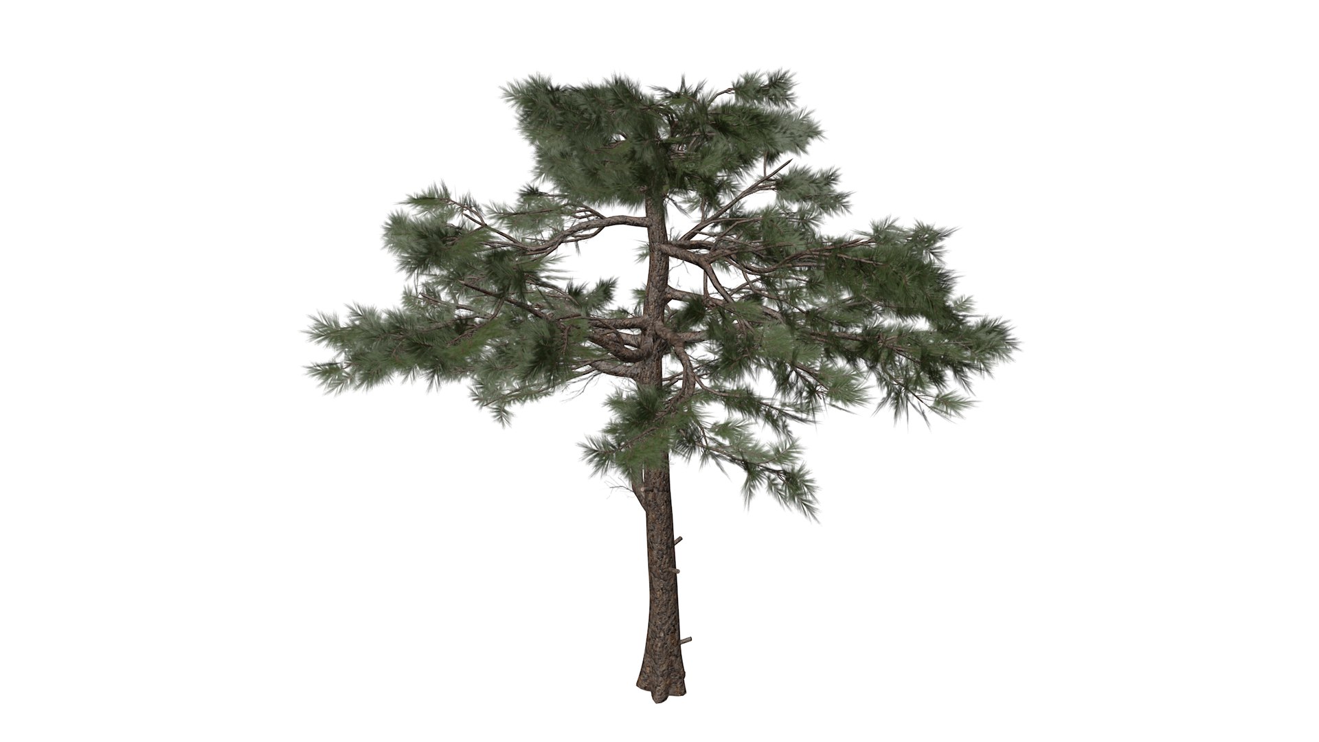 3D Huangshan Pine Tree - 02 - Model - TurboSquid 2373517