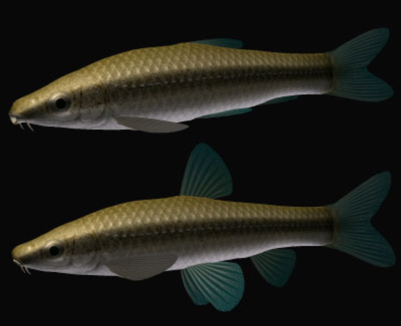 3d Pungtungia Mugituku