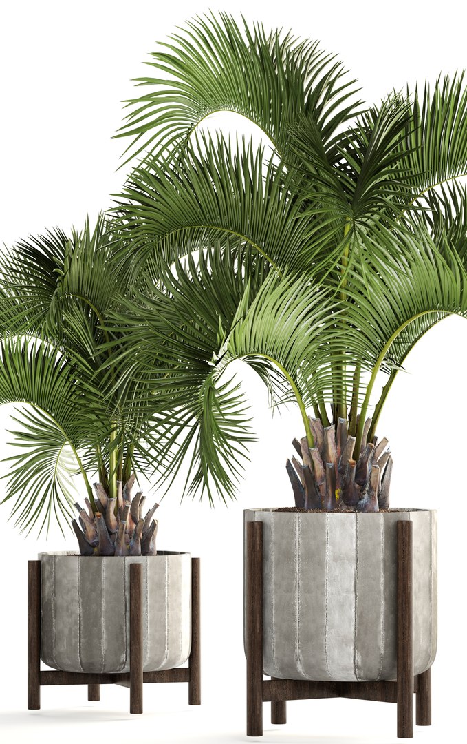 Palms Butia Capitata 3D - TurboSquid 1248810