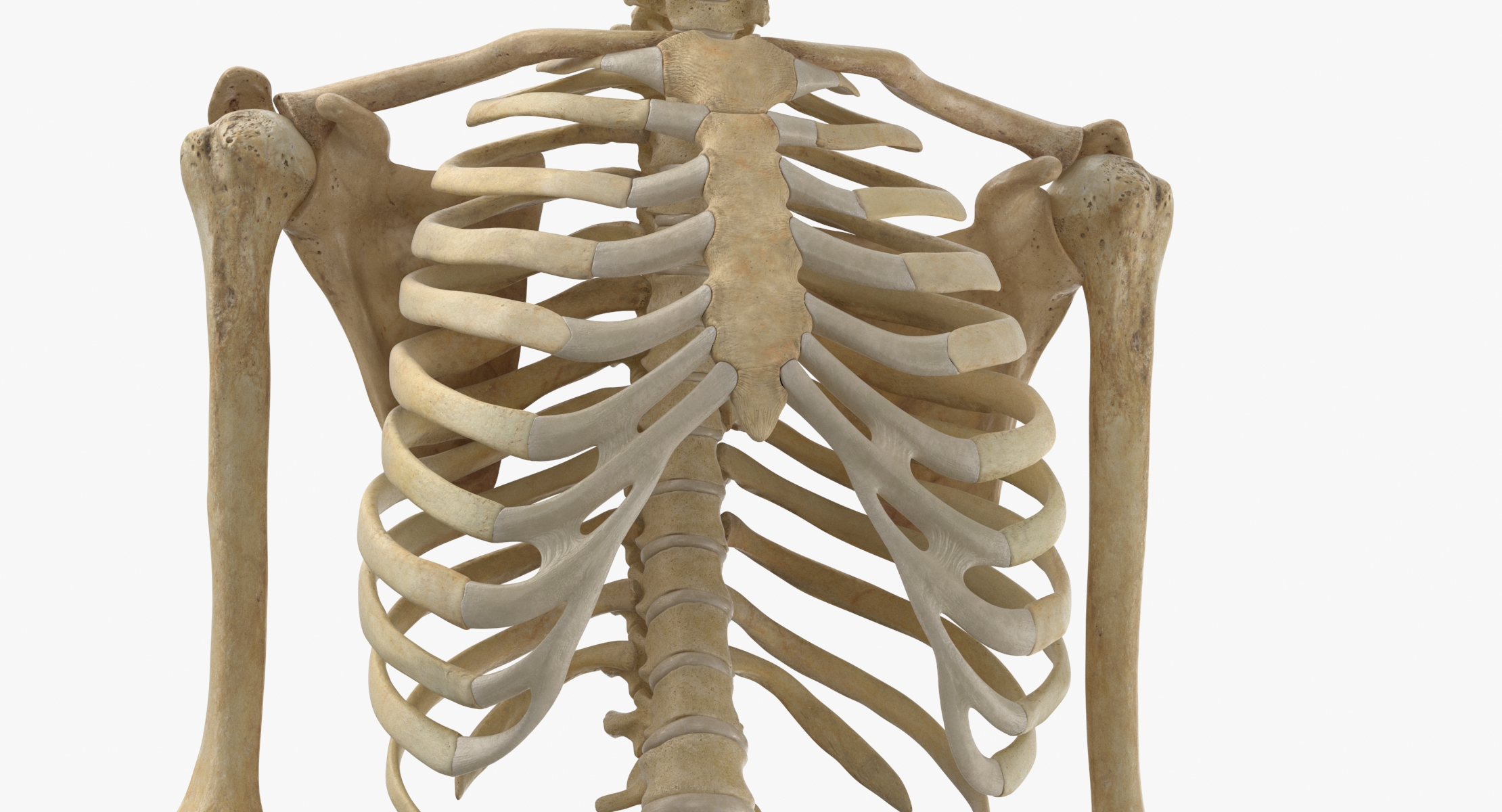 3D model real human male skeleton bones - TurboSquid 1684870