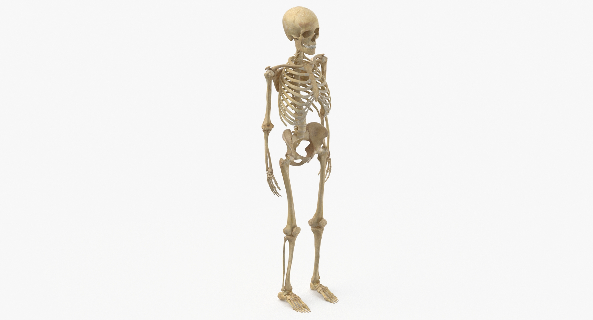 3D model real human male skeleton bones - TurboSquid 1684870
