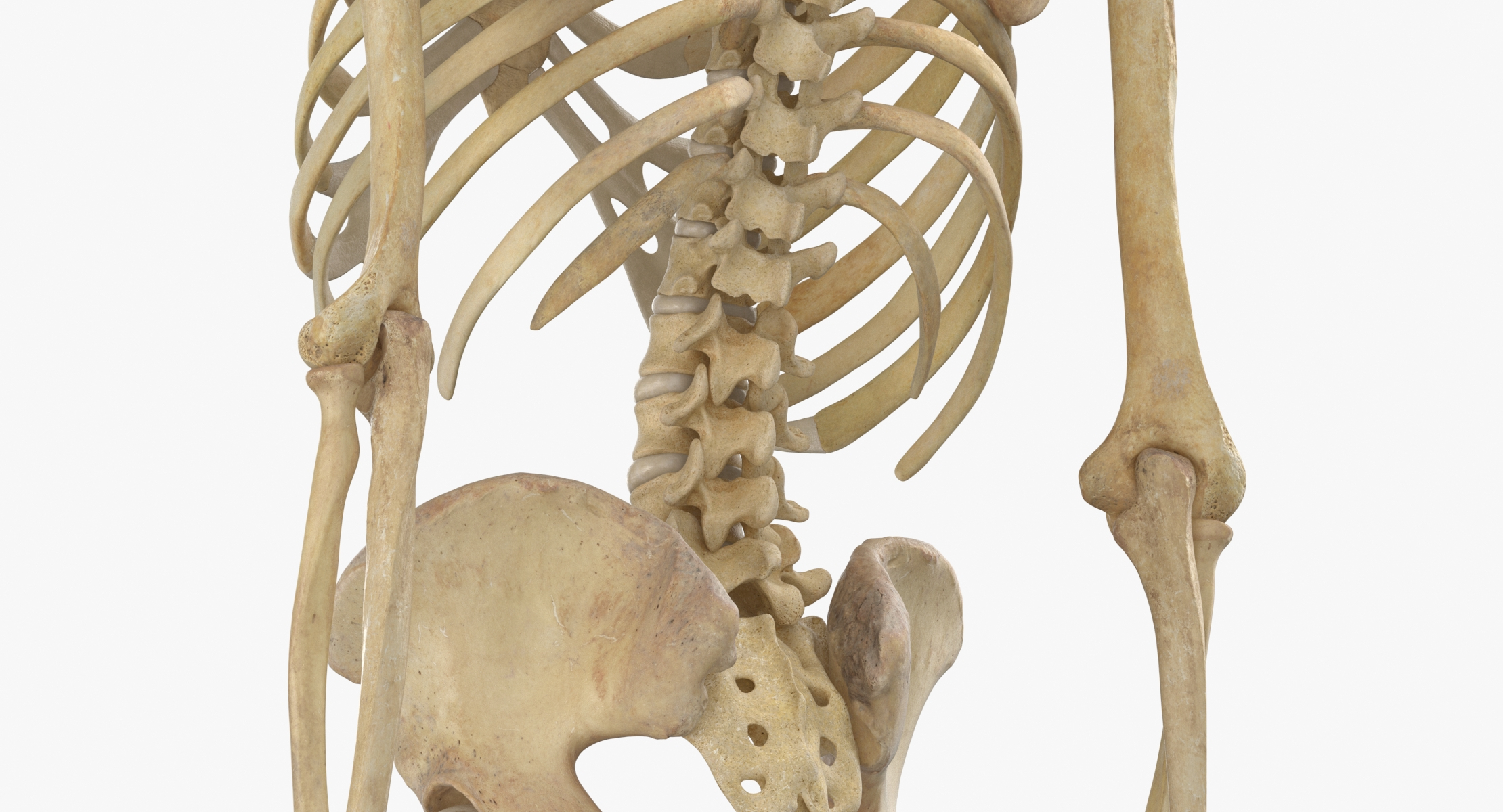 3D model real human male skeleton bones - TurboSquid 1684870