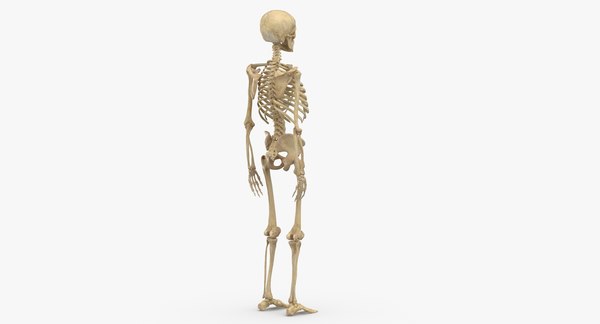 3D model real human male skeleton bones - TurboSquid 1684870