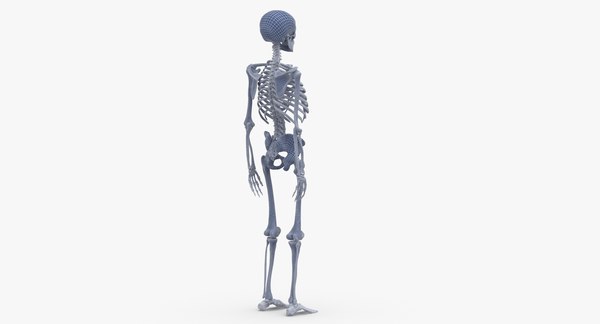 3D model real human male skeleton bones - TurboSquid 1684870