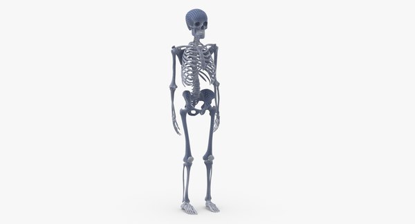 3D model real human male skeleton bones - TurboSquid 1684870