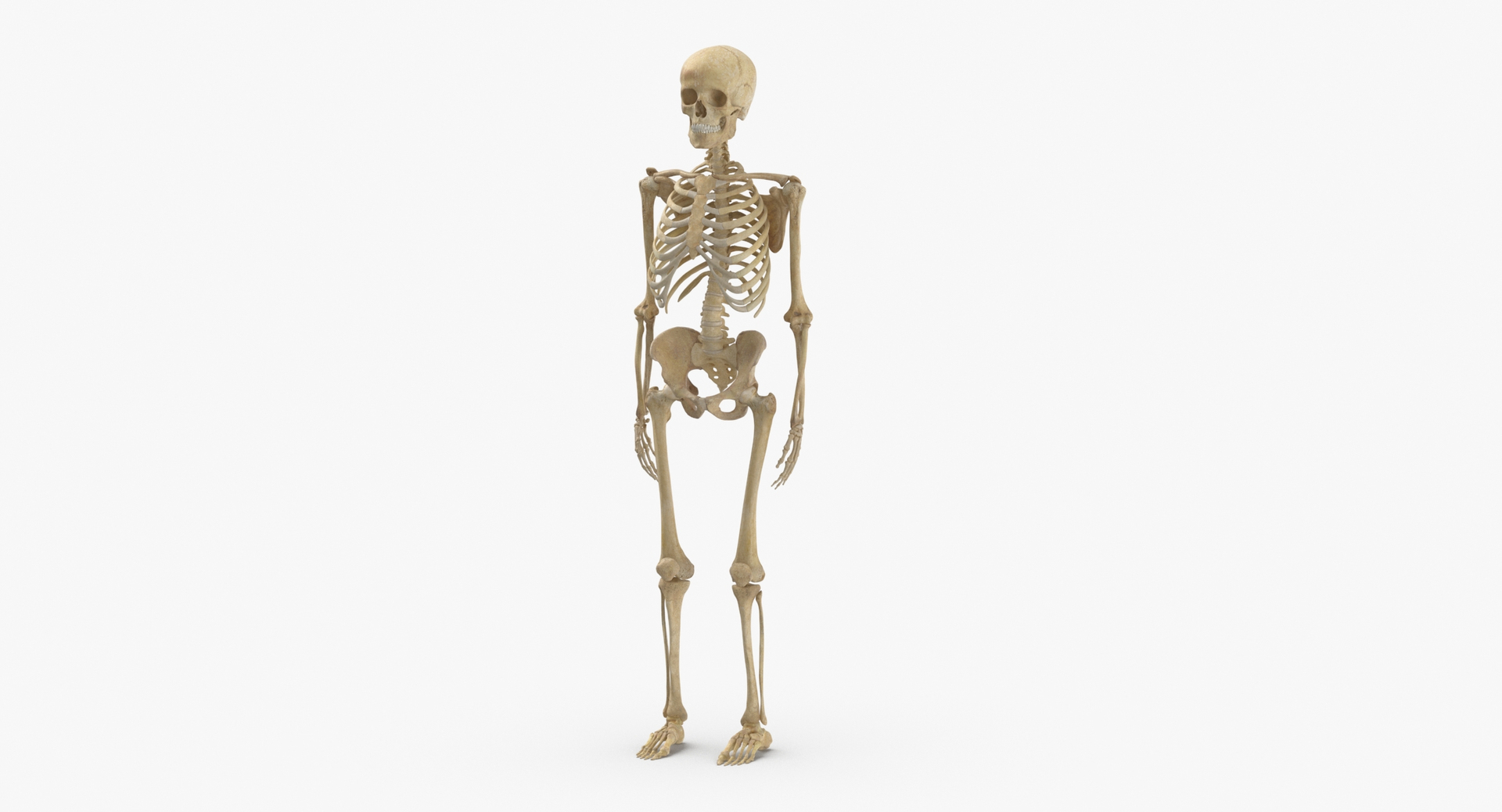 3D model real human male skeleton bones - TurboSquid 1684870