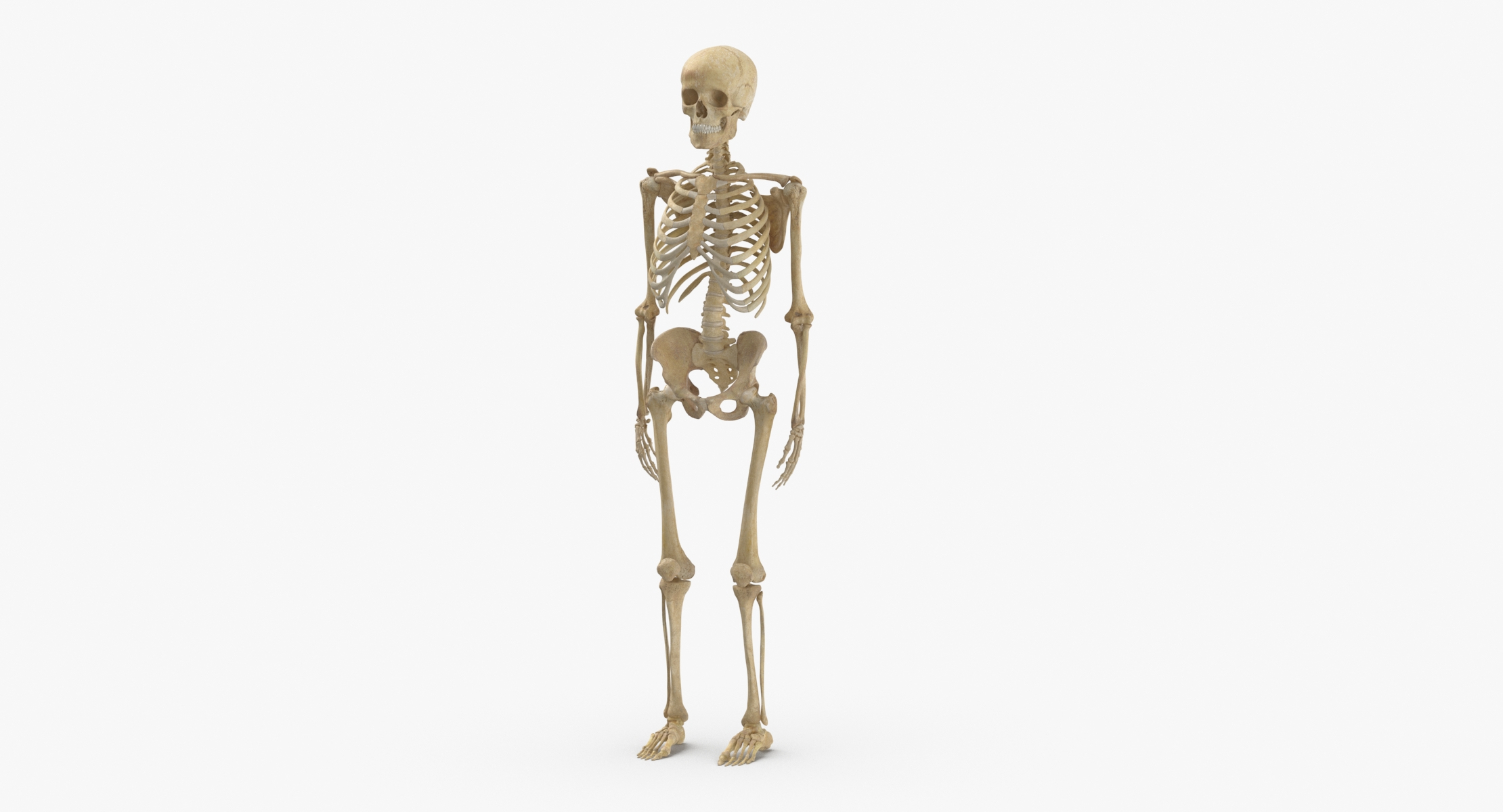 3D model real human male skeleton bones - TurboSquid 1684870