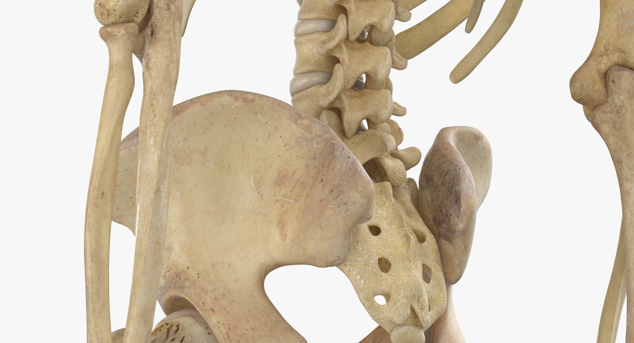 3D model real human male skeleton bones - TurboSquid 1684870