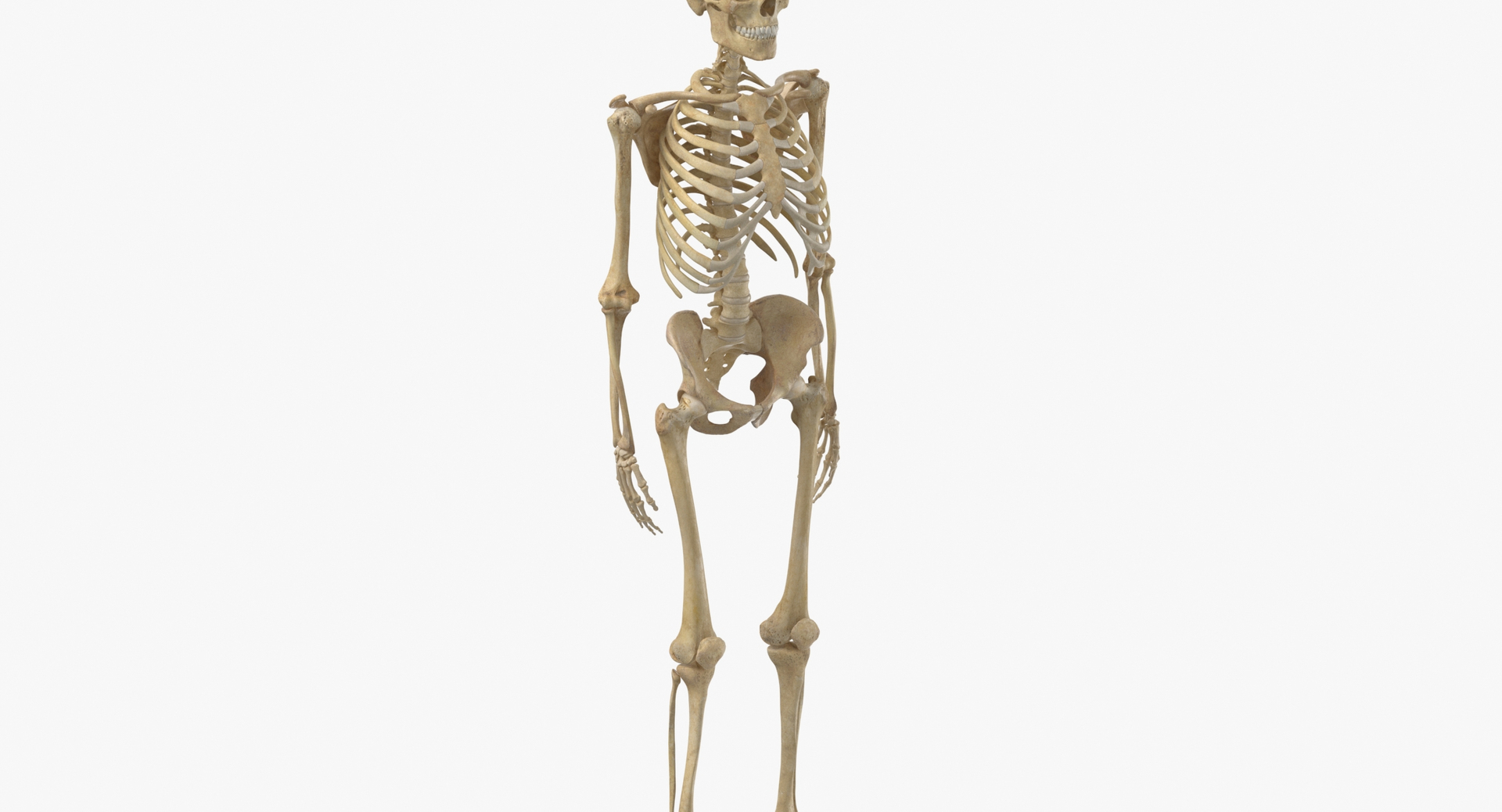 3D model real human male skeleton bones - TurboSquid 1684870