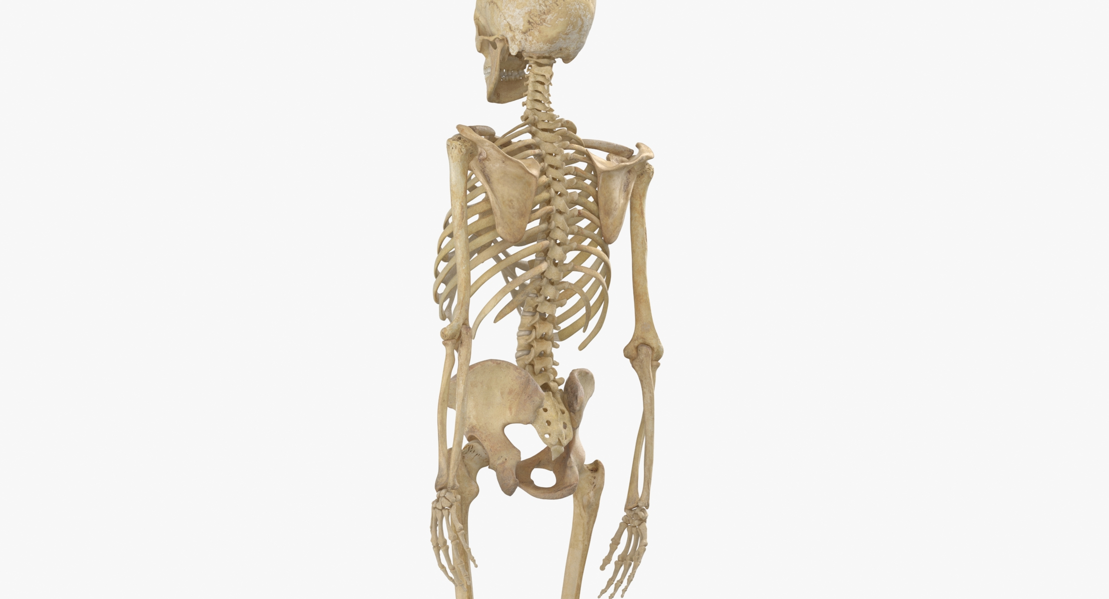 3D model real human male skeleton bones - TurboSquid 1684870