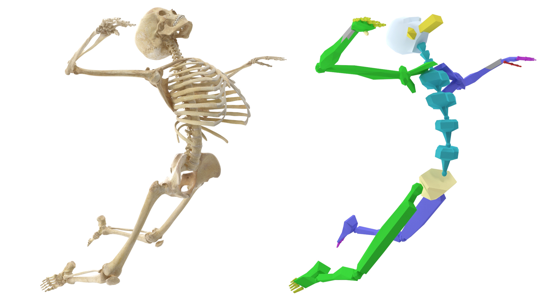 3D model real human male skeleton bones - TurboSquid 1684870