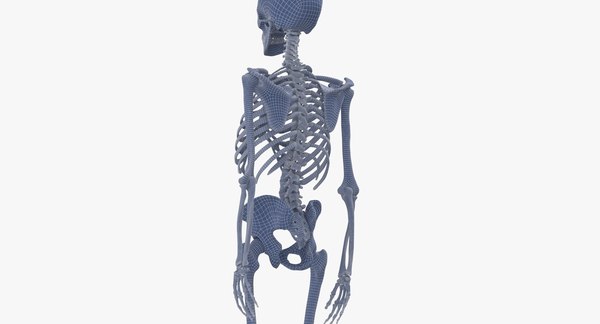 3D model real human male skeleton bones - TurboSquid 1684870