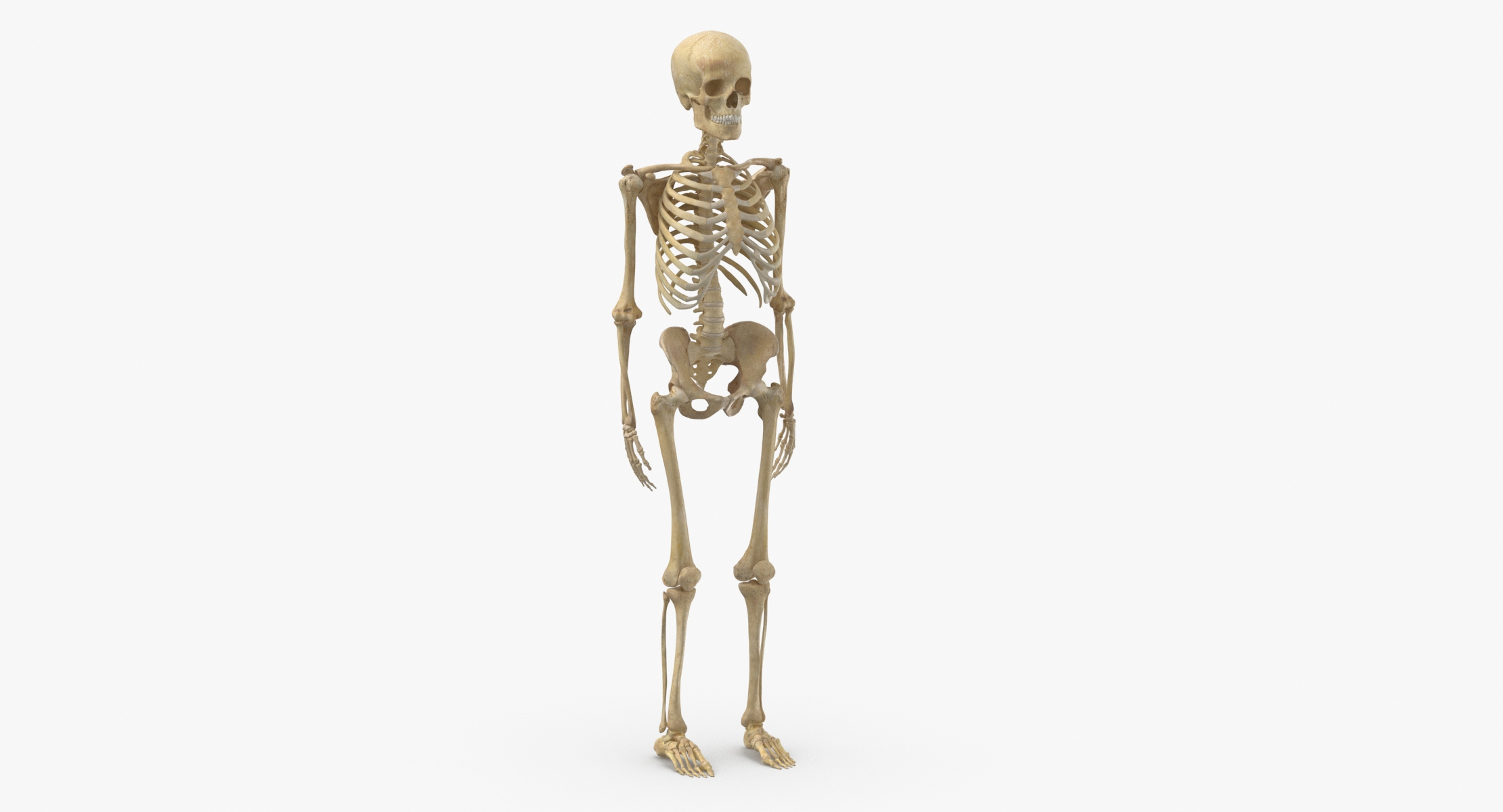 3D model real human male skeleton bones - TurboSquid 1684870