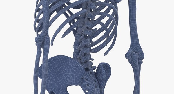 3D model real human male skeleton bones - TurboSquid 1684870
