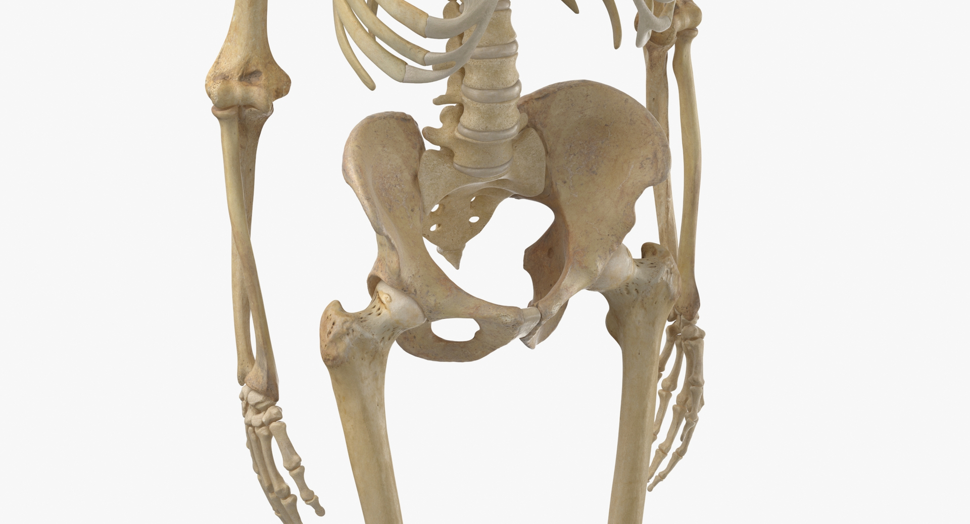 3D model real human male skeleton bones - TurboSquid 1684870