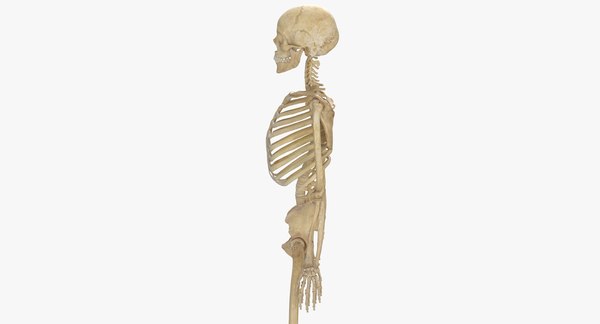 3D model real human male skeleton bones - TurboSquid 1684870