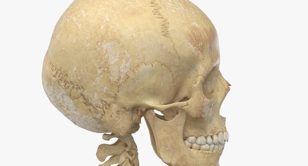 3D model real human male skeleton bones - TurboSquid 1684870