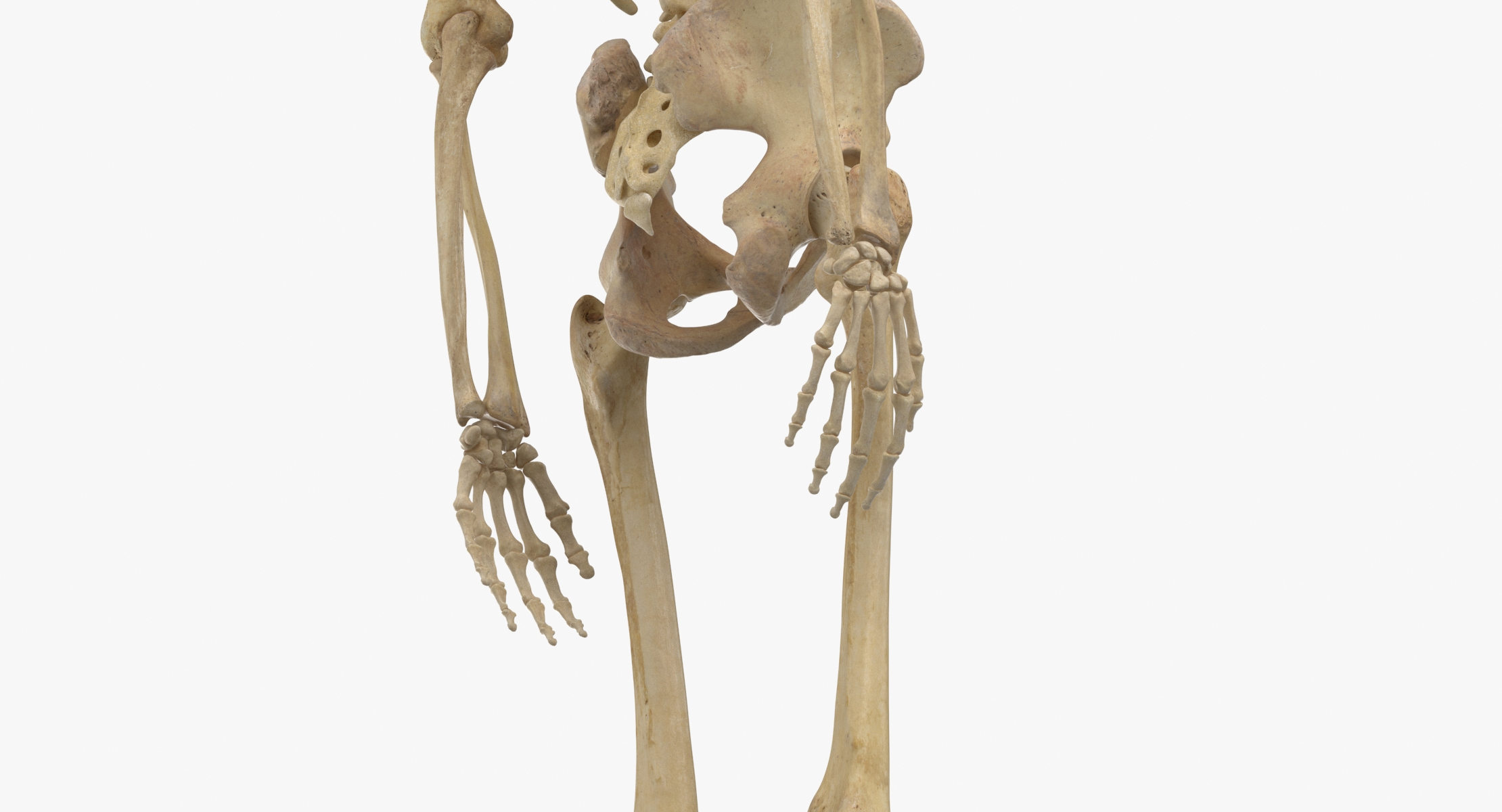 3D model real human male skeleton bones - TurboSquid 1684870