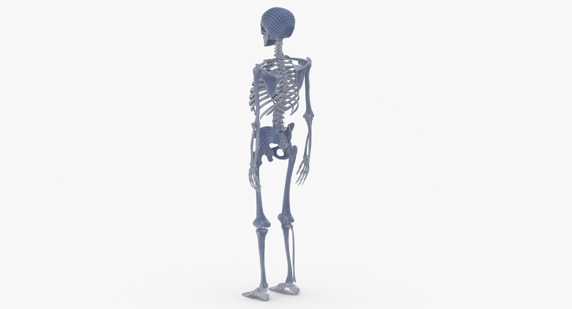 3D model real human male skeleton bones - TurboSquid 1684870