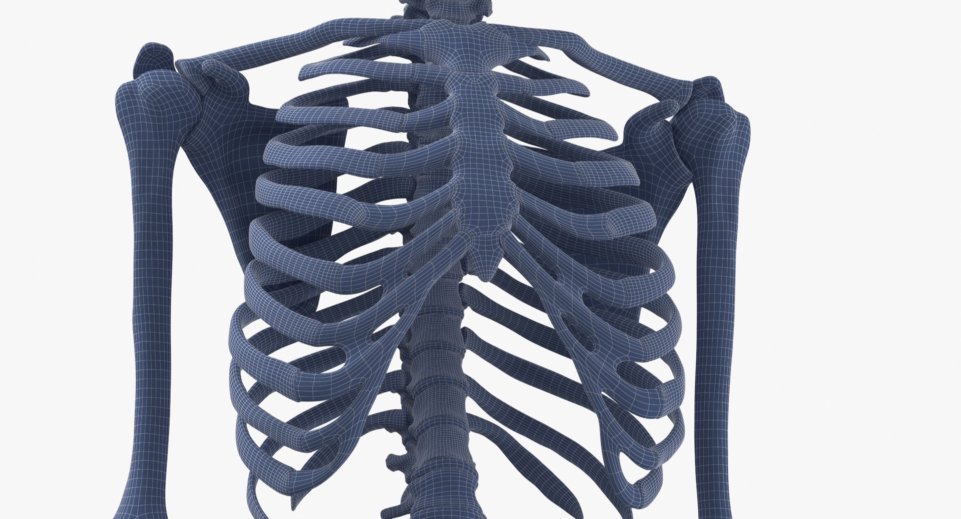 3D model real human male skeleton bones - TurboSquid 1684870
