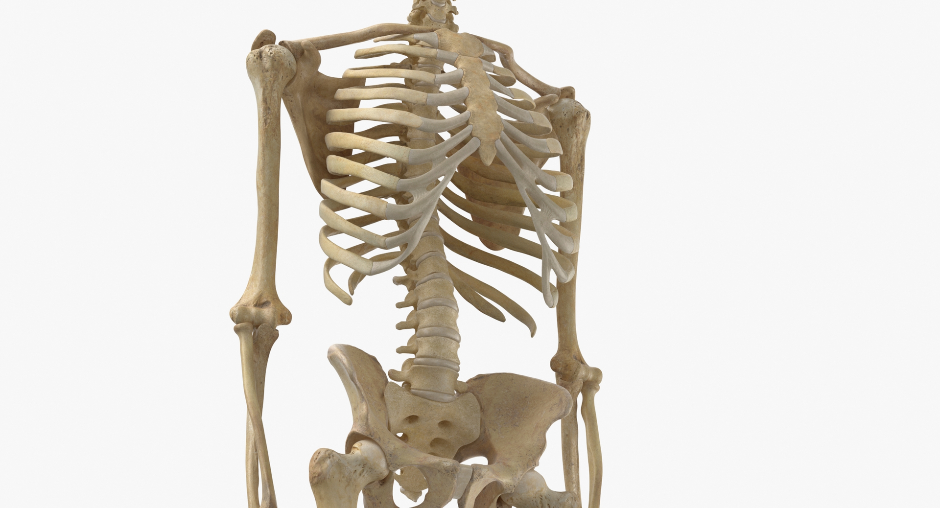 3D model real human male skeleton bones - TurboSquid 1684870