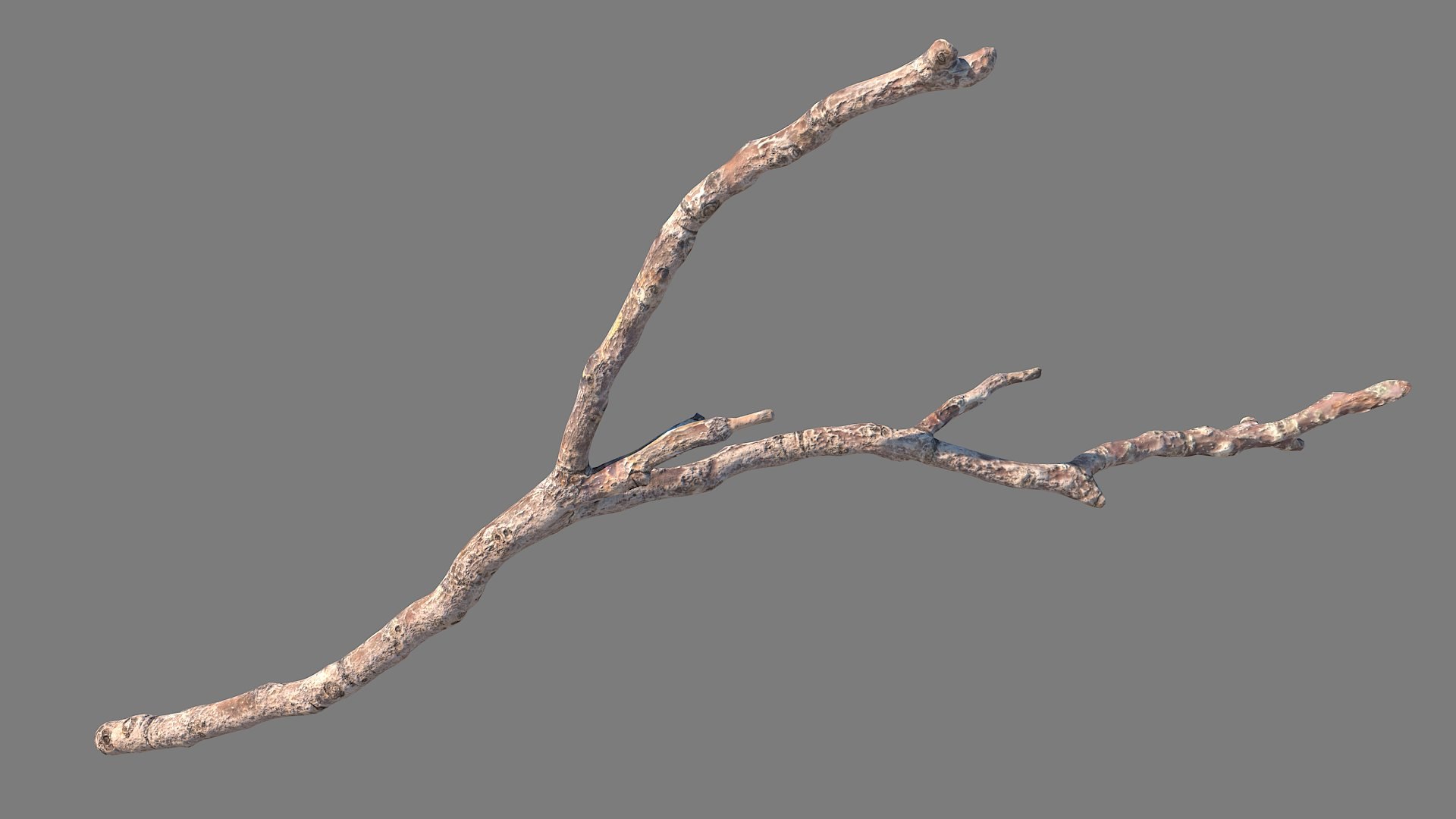 Twig Scanned 20 3D Model - TurboSquid 2088542