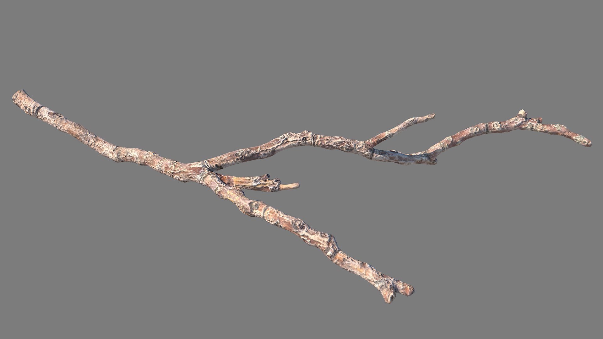 Twig Scanned 20 3D Model - TurboSquid 2088542