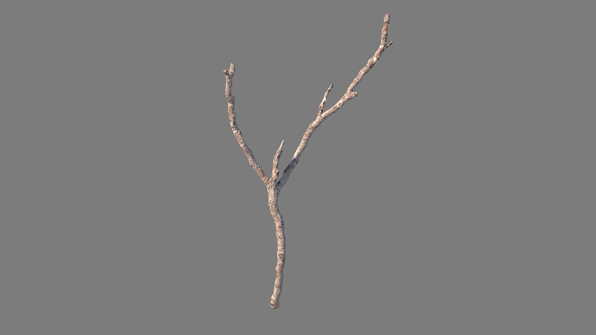 Twig Scanned 20 3D Model - TurboSquid 2088542