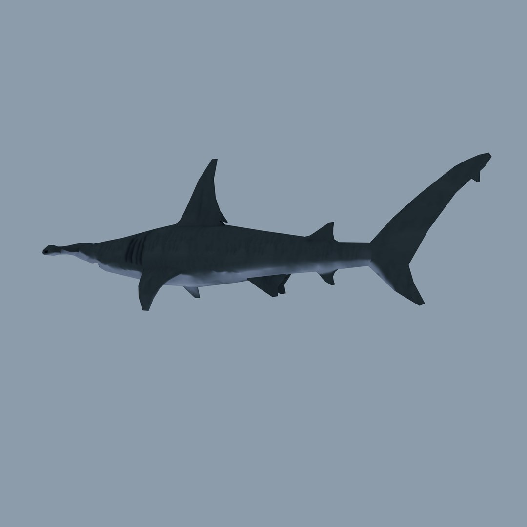 Simple Hammerhead Shark 3D Model - TurboSquid 2080431