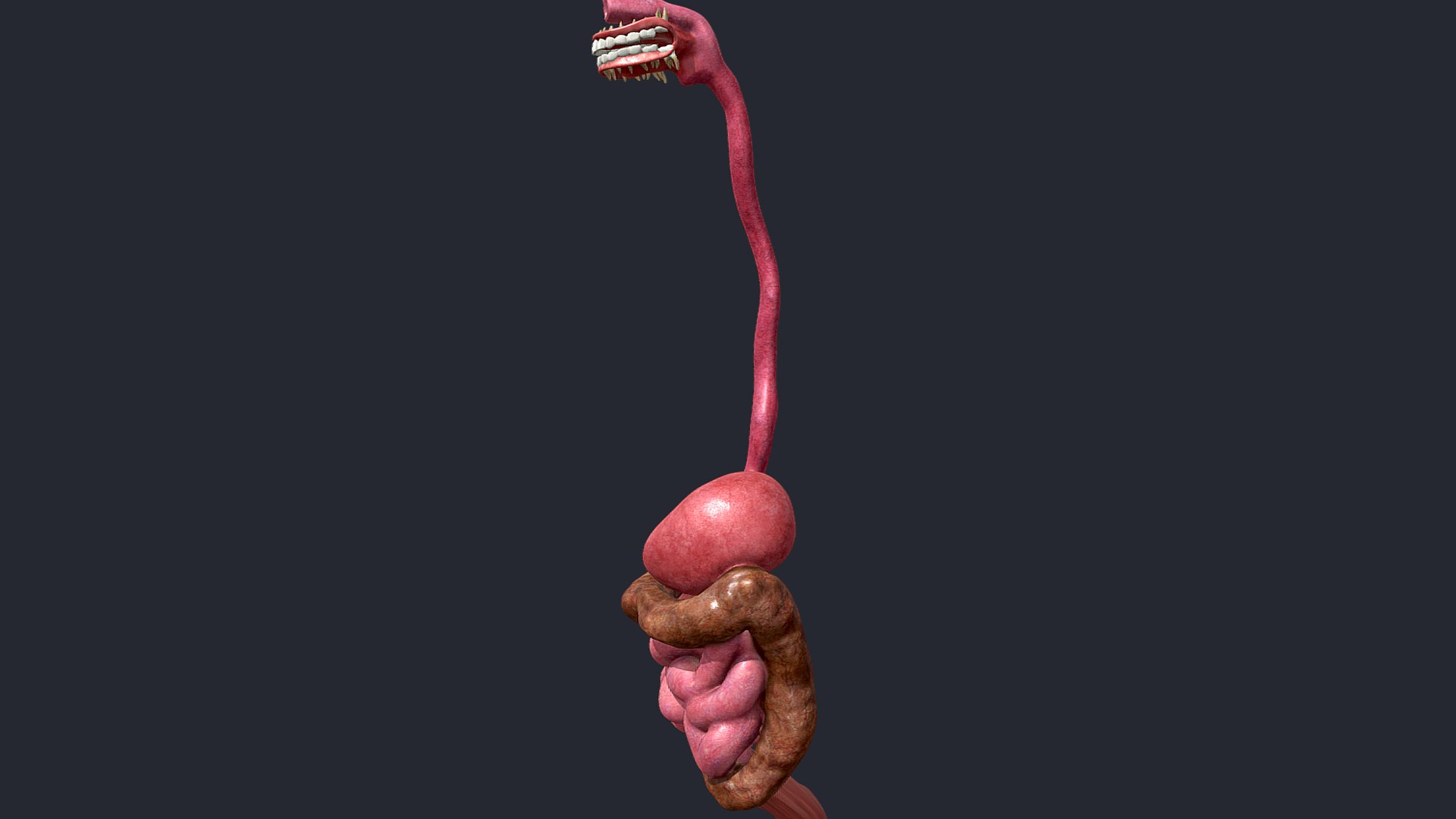 3D Digestive System - TurboSquid 1806841
