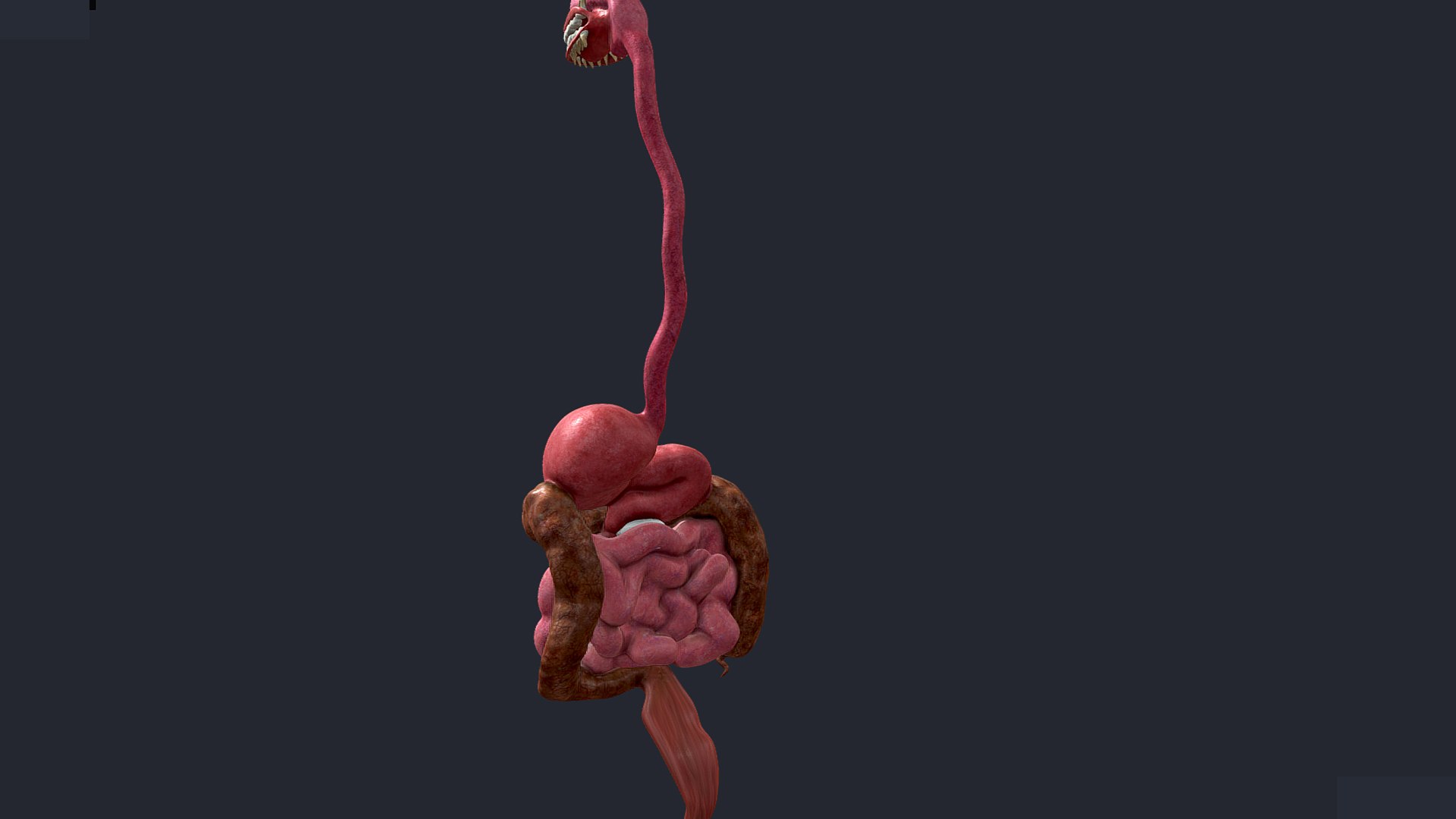 3D Digestive System - TurboSquid 1806841