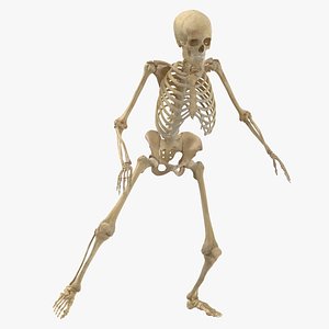 Female Skeleton 3D Models for Download | TurboSquid