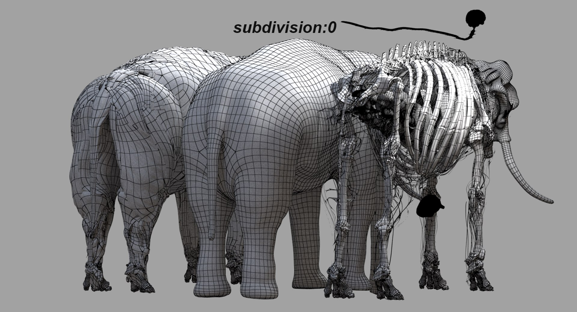 Asian elephant anatomy 3D model - TurboSquid 1387620