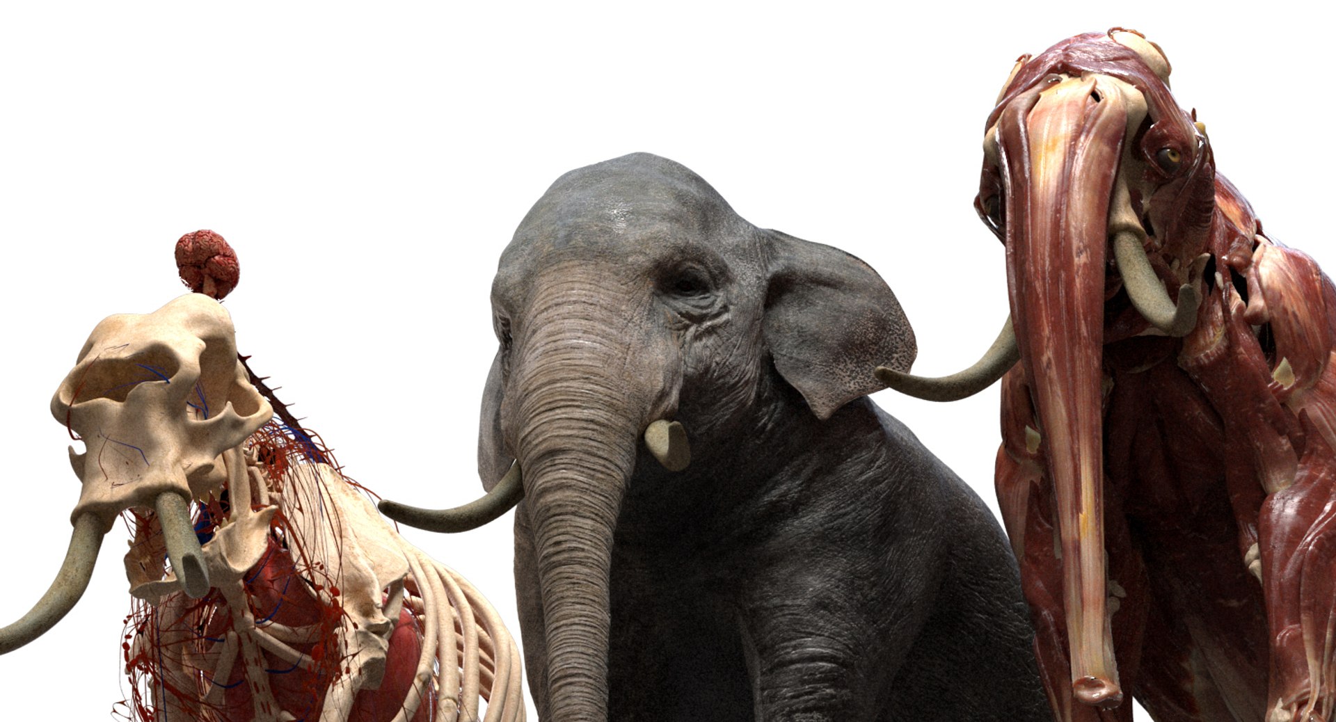 Asian elephant anatomy 3D model - TurboSquid 1387620