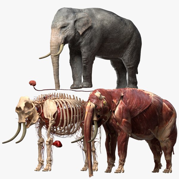 modelo 3d Anatomía del elefante asiático - TurboSquid 1387620