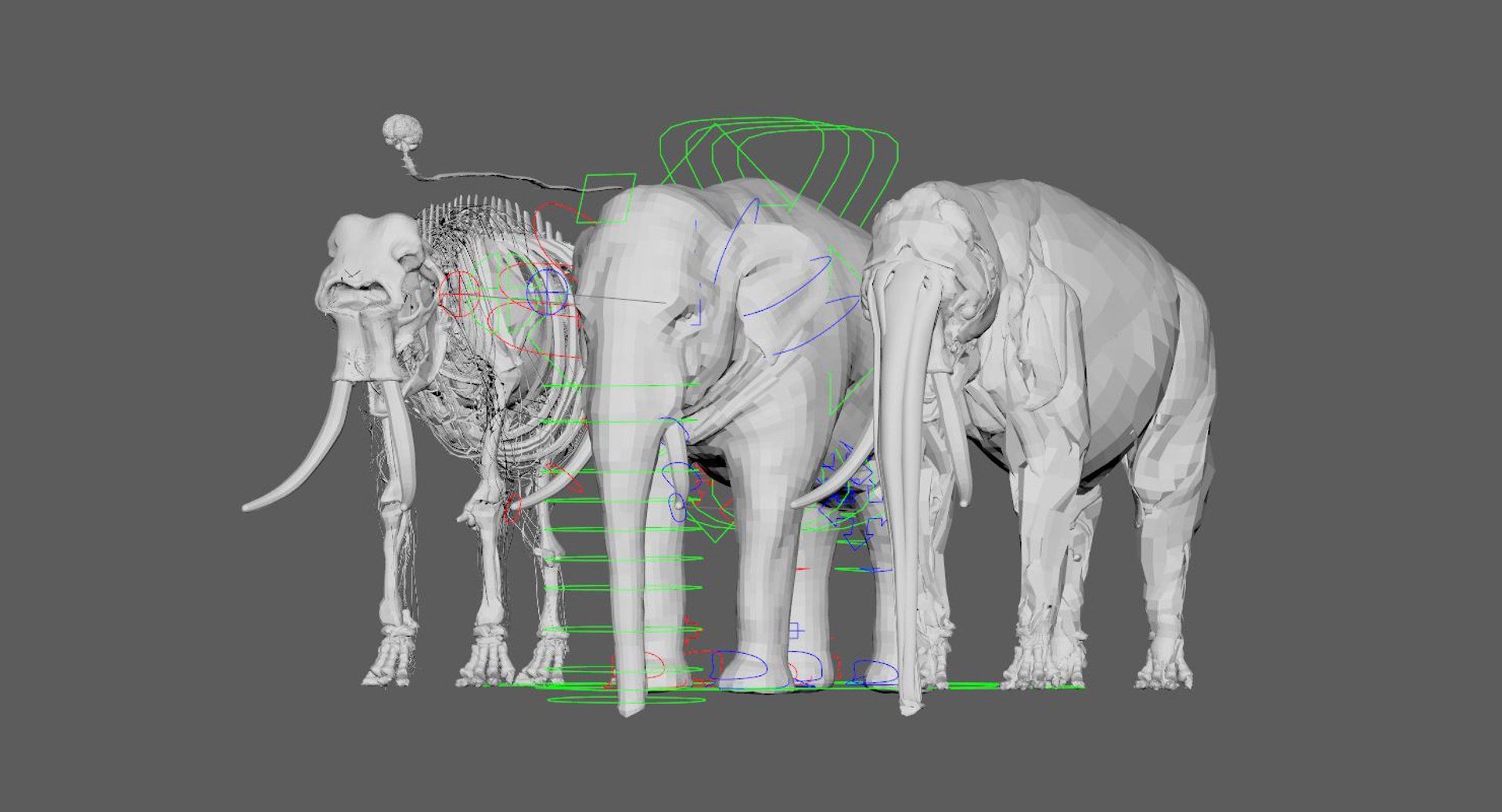 Asian elephant anatomy 3D model - TurboSquid 1387620