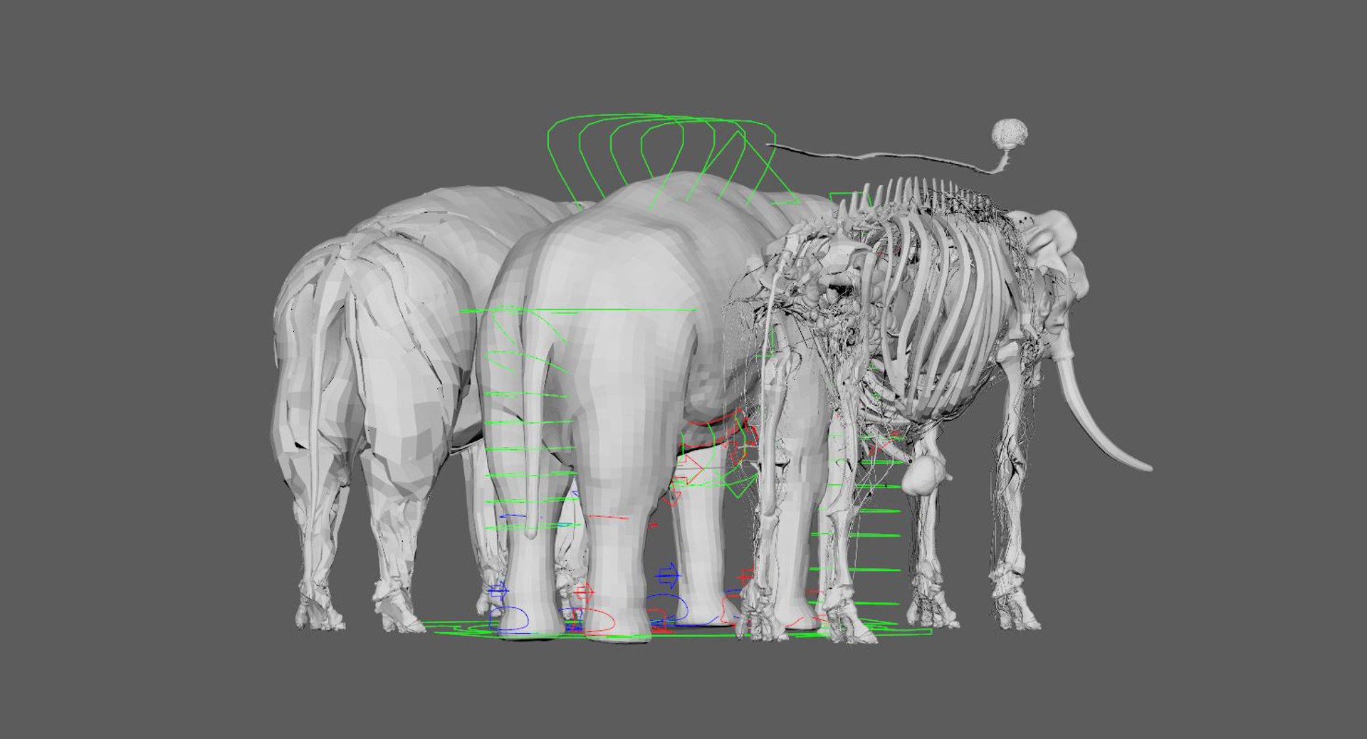 Asian elephant anatomy 3D model - TurboSquid 1387620