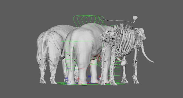 Asian elephant anatomy 3D model - TurboSquid 1387620