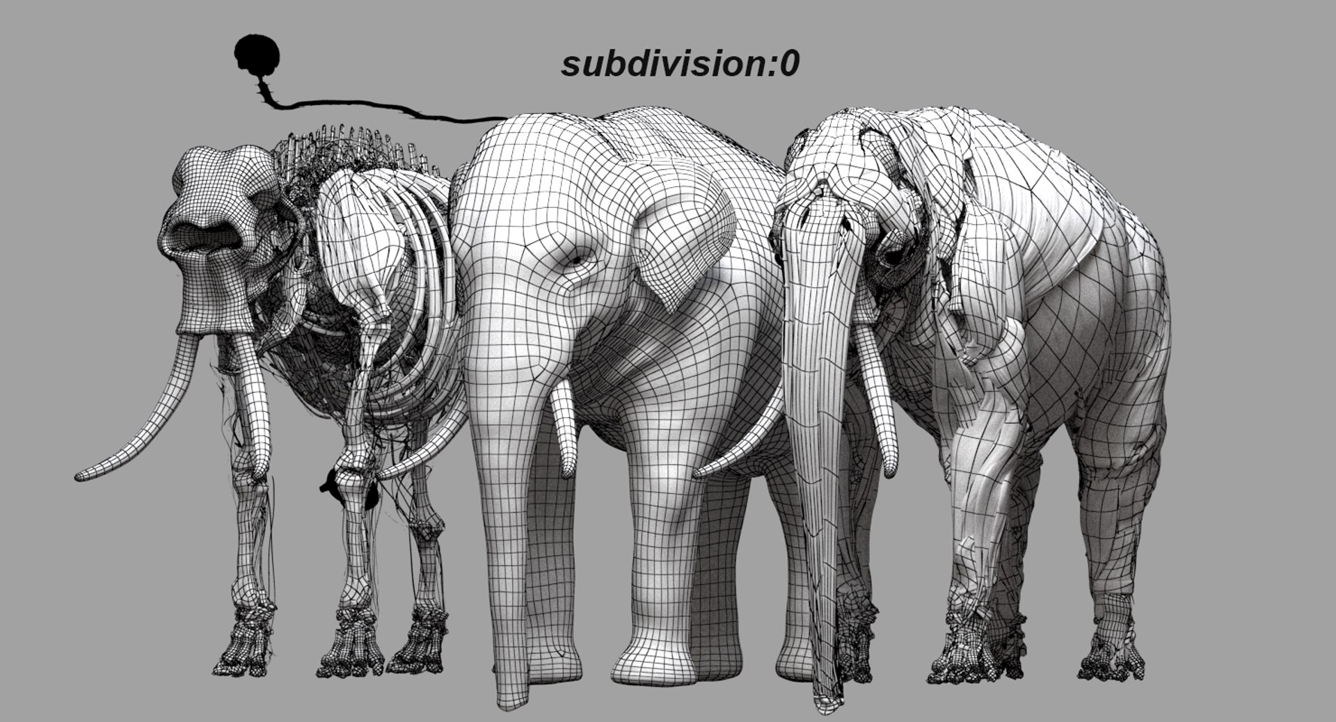 Asian elephant anatomy 3D model - TurboSquid 1387620