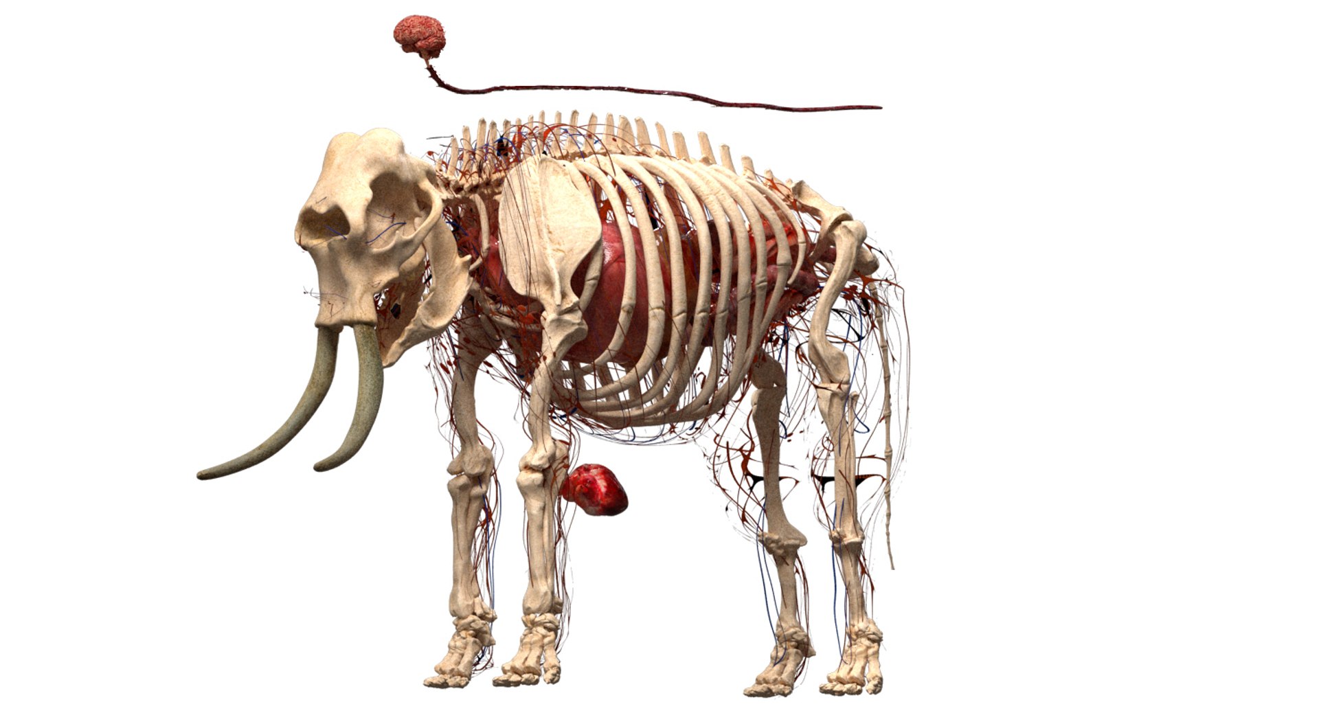Asian elephant anatomy 3D model - TurboSquid 1387620