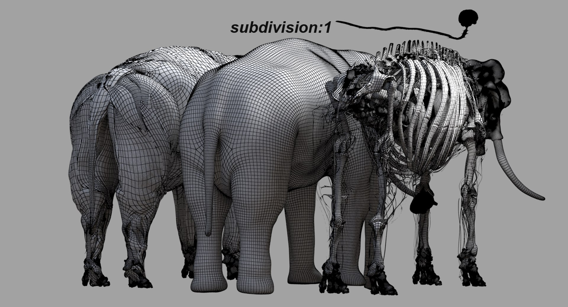 Asian elephant anatomy 3D model - TurboSquid 1387620